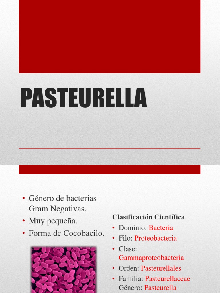 Pasteurella y Fiebre de Embarque en Rumiantes | PDF | Las bacterias ...