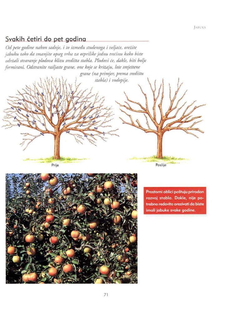 Rezidba Jabuke PDF | PDF