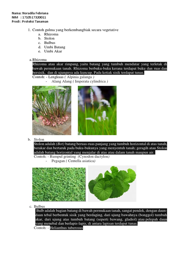 Contoh Gulma Yang Berkembangbiak Secara Vegetative | PDF