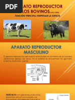 Aparato Reproductor Del Cerdo Hembra y Macho | PDF | Semen | Testículo