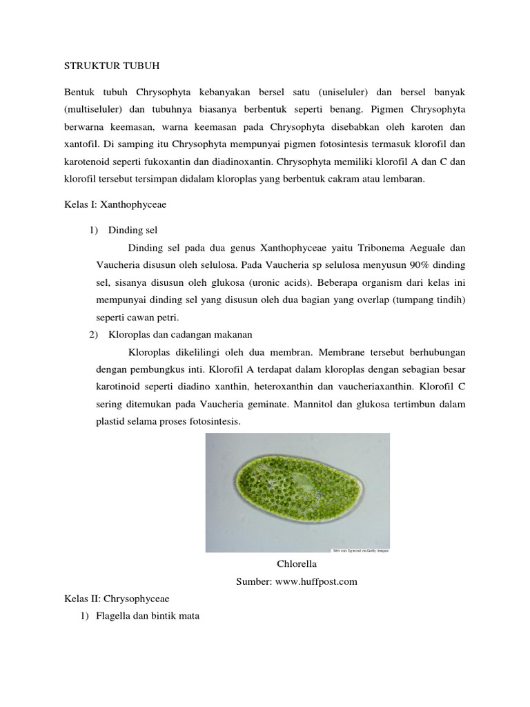 Struktur dan Klasifikasi Chrysophyta | PDF