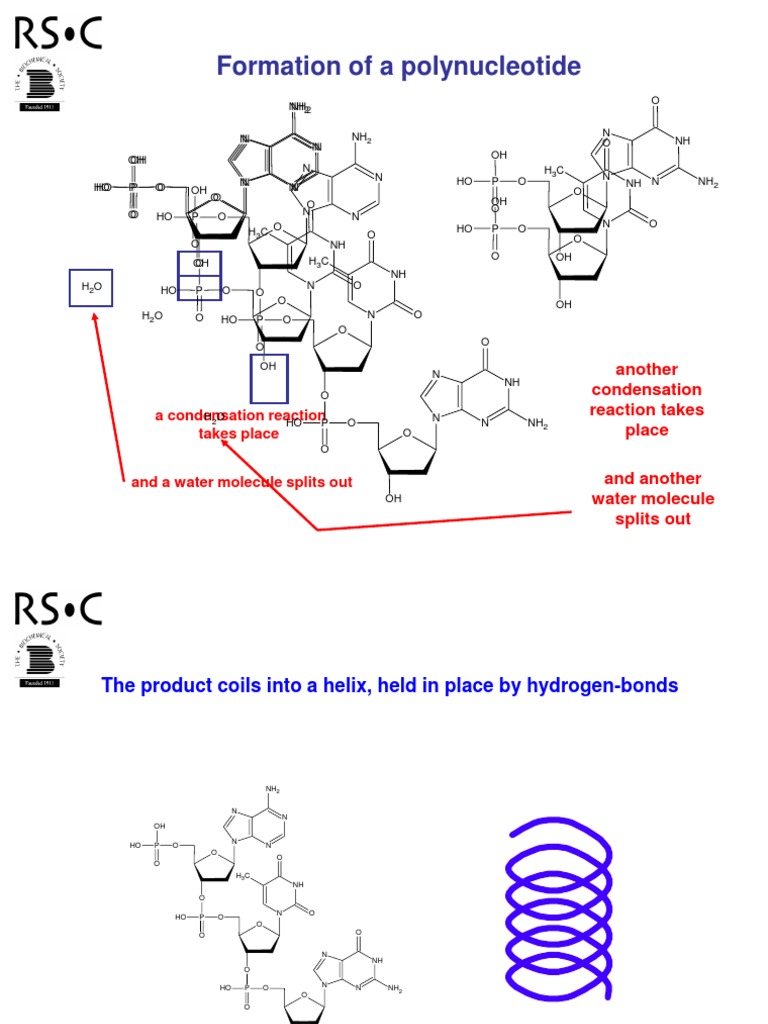 Formation of A Polynucleotide: A Condensation Reaction Takes Place ...