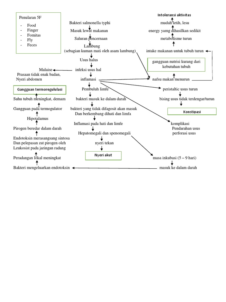 Pathway Typoid | PDF