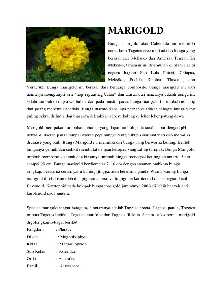 Manfaat dan Ciri Bunga Marigold | PDF | Teknologi & Rekayasa