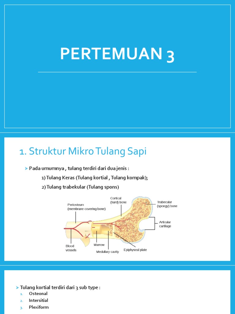 Struktur Mikro Tulang Sapi dan Kambing | PDF | Olahraga & Rekreasi ...