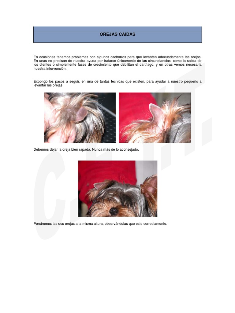 Orejas Caidas | PDF