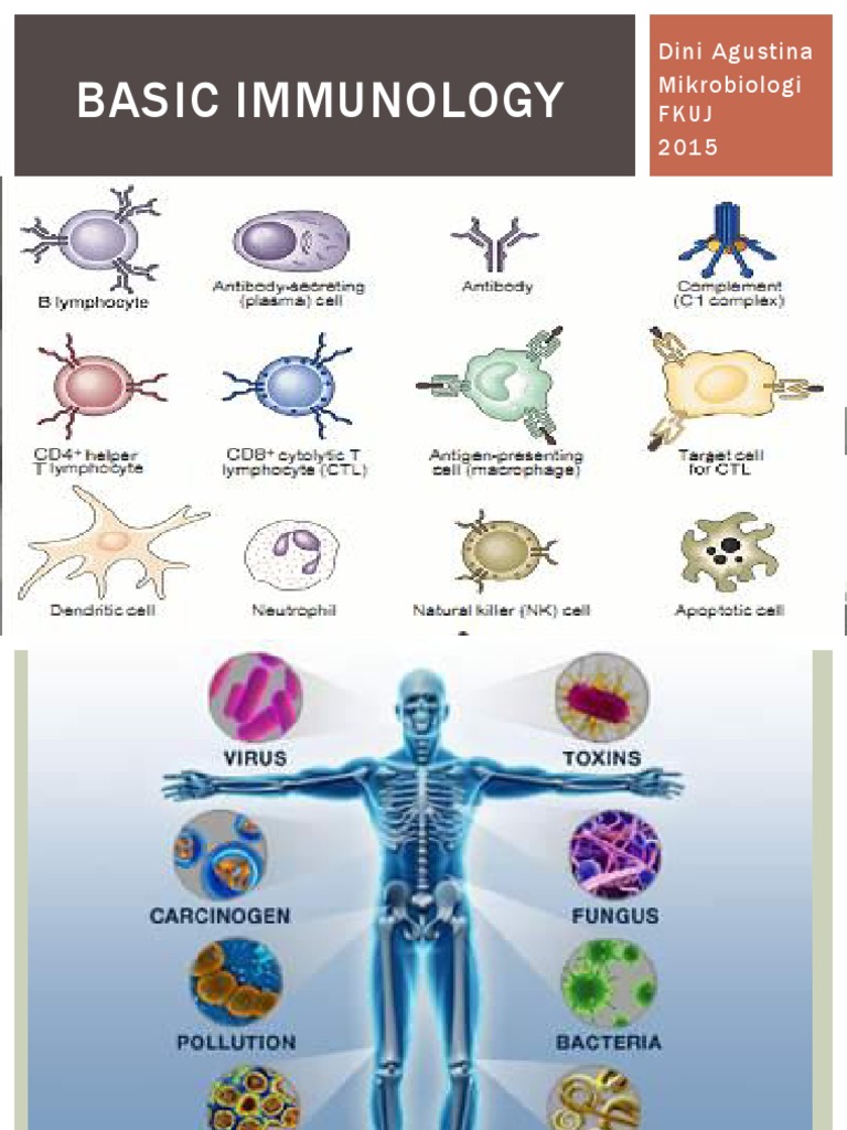 Basic Immunology | PDF | Immune System | Lymphocyte