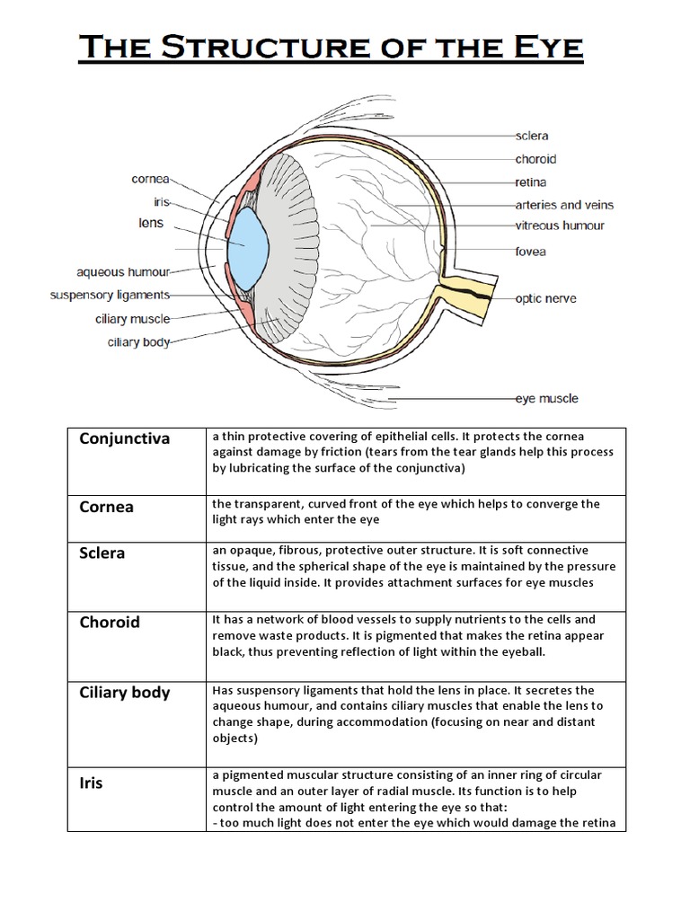 Structure of The Eye | PDF | Eye | Human Eye