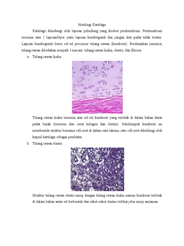 Histologi Jenis-Jenis Kartilago | PDF | Sains & Matematika
