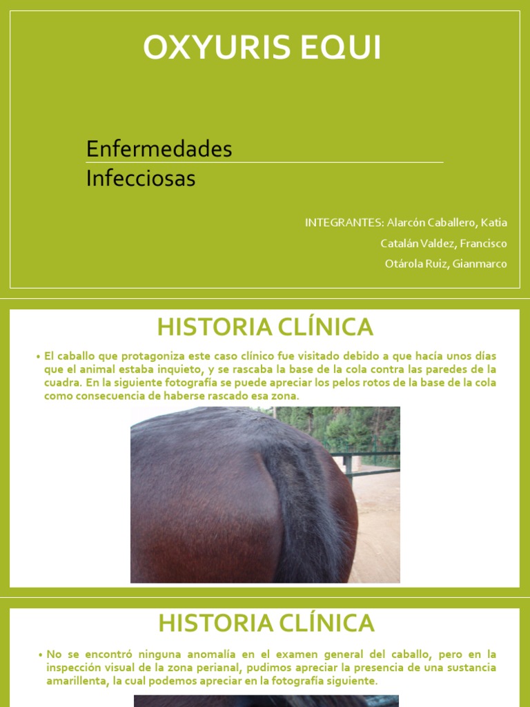 Oxyuris Equi | PDF | Heces | Caballos