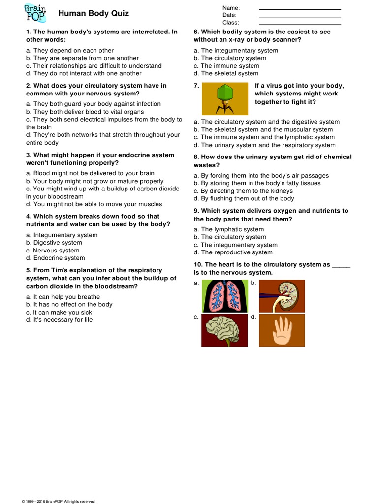 Body Systems - Human Body Quiz | PDF | Circulatory System | Human Body