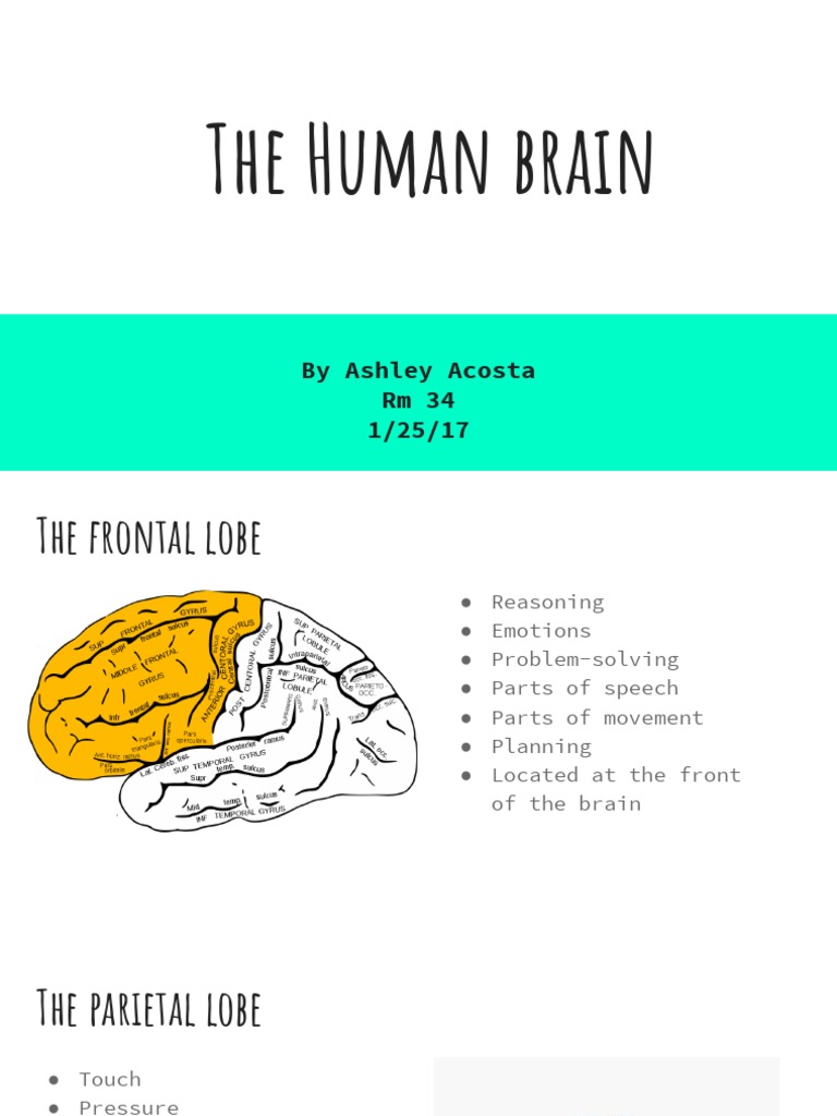 The Human Brain | PDF