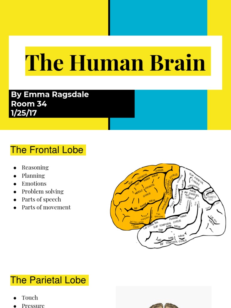 The Human Brain | PDF
