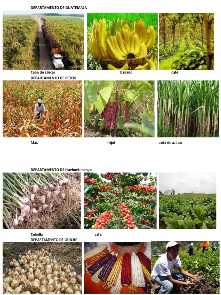 Cultivos de Cada Departamento de Guatemala | PDF