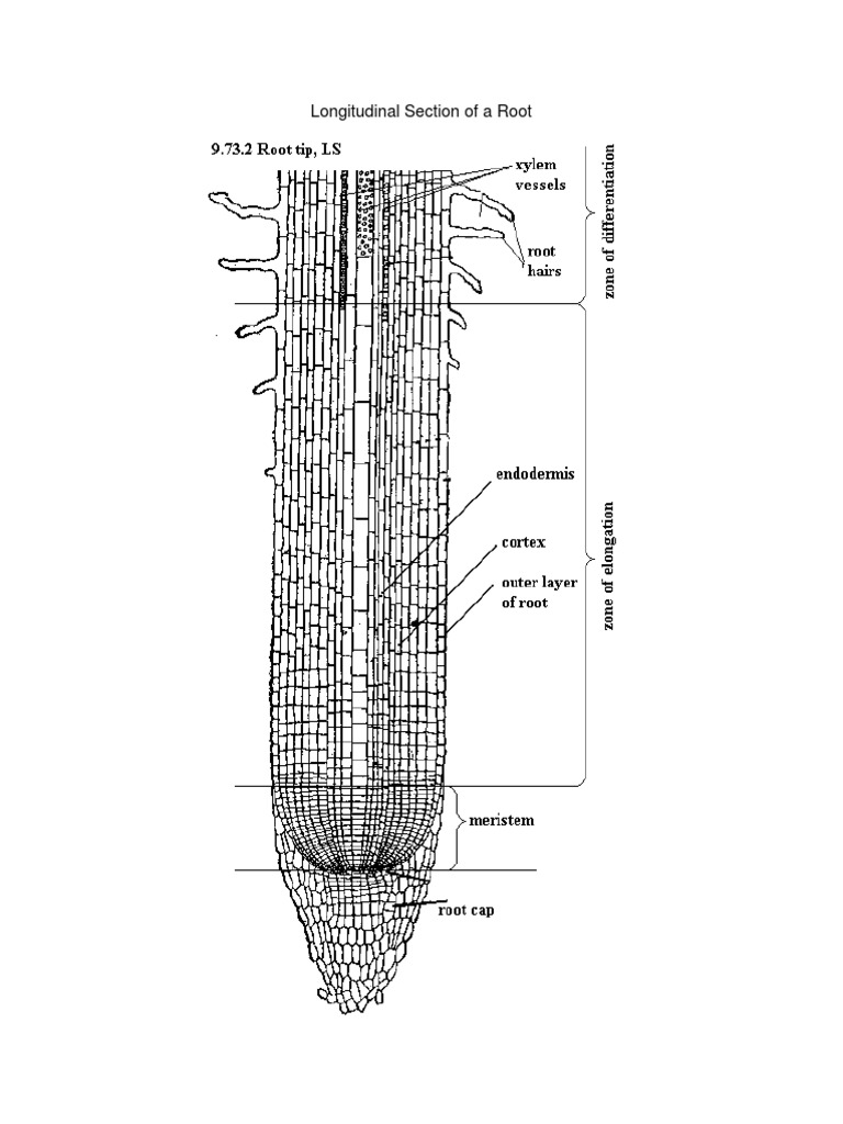 Longitudinal Section Of A Stem