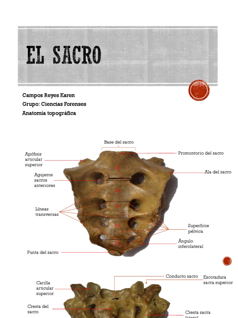 Anatomía del Sacro y sus Partes | PDF