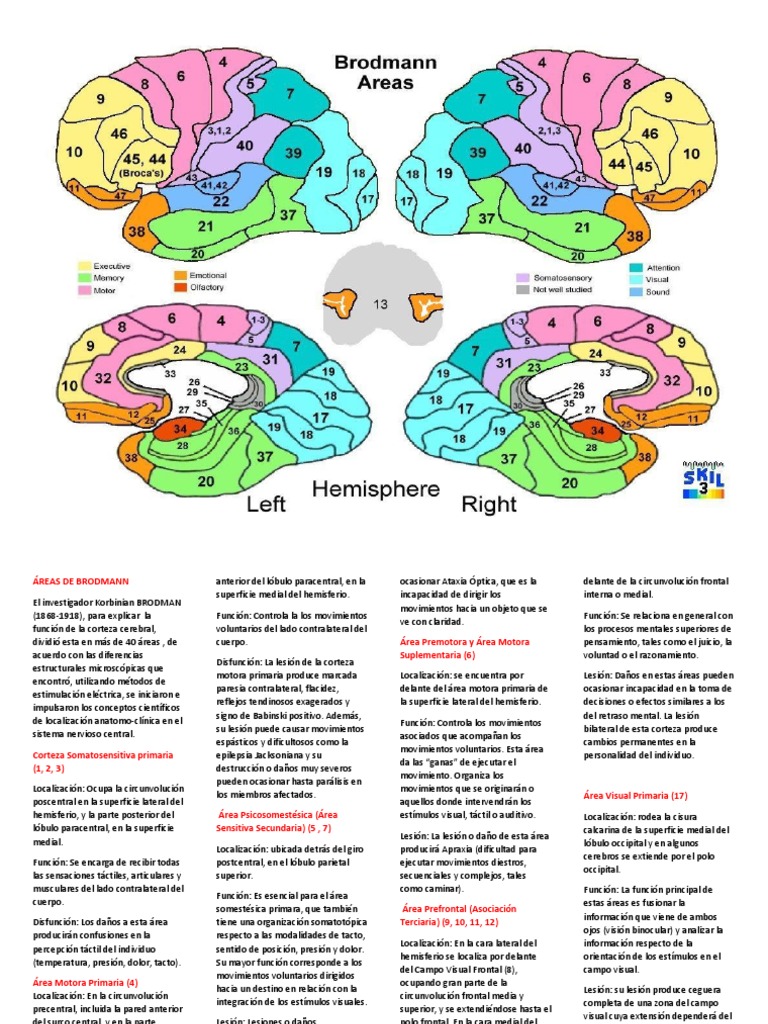Áreas de Brodmann | Percepción visual | Tálamo