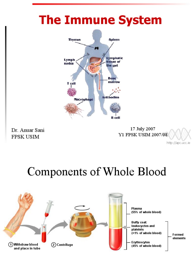 Overview of the Immune System Components | PDF | White Blood Cell ...