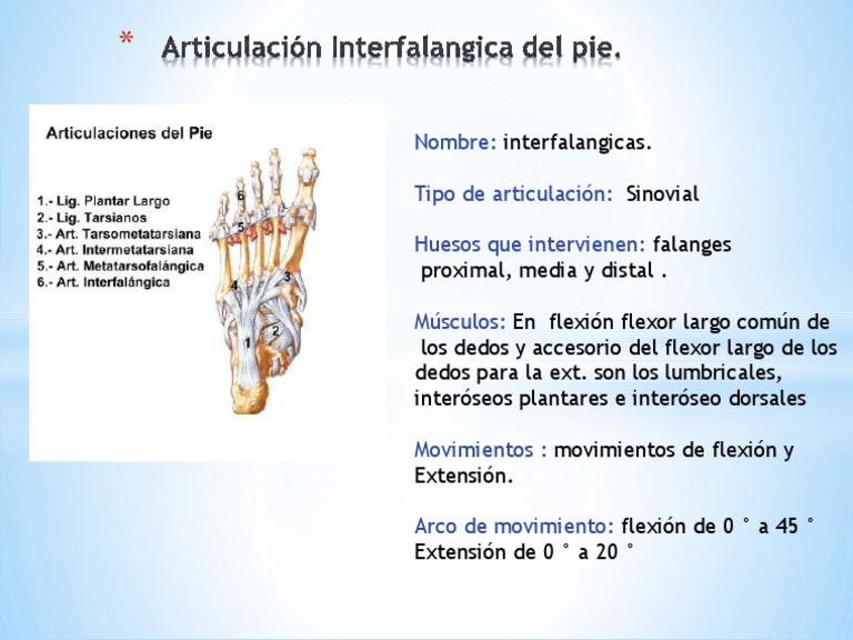 Articulacion Interfalangica Del Pie