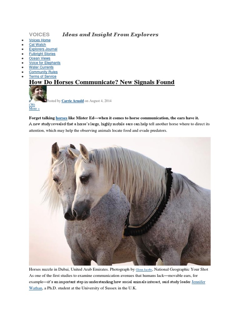 Article About Horse Communication | PDF | Horses | Body Language