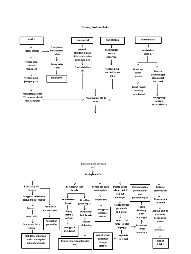 Pathway Hydrocephalus | PDF