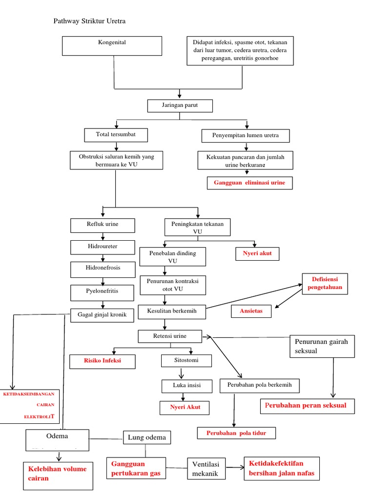 Pathway Striktur Uretra | PDF