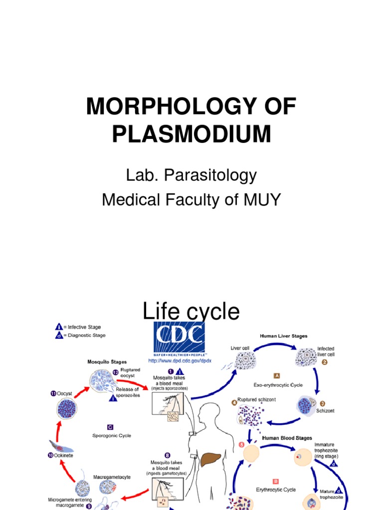 Morphology and Life Cycle of Plasmodium | PDF