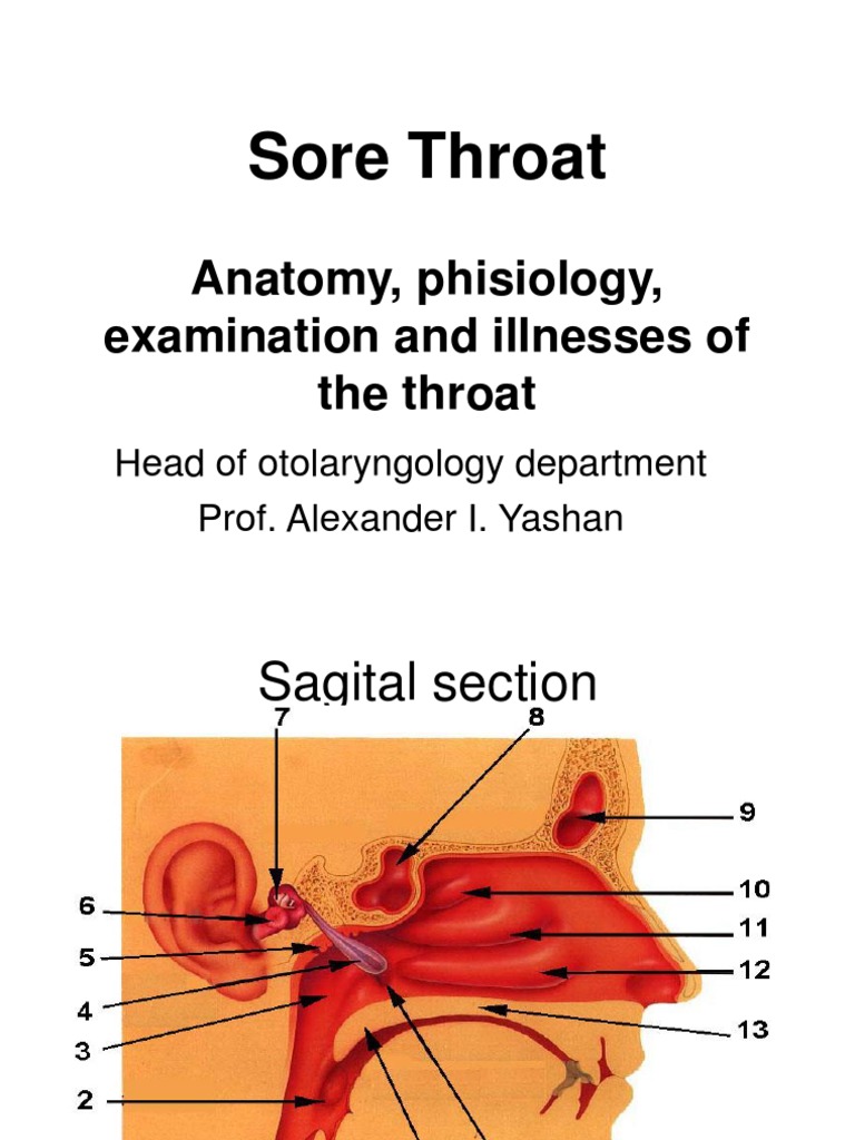 5 Sore Throat | PDF | Respiratory System | Human Head And Neck
