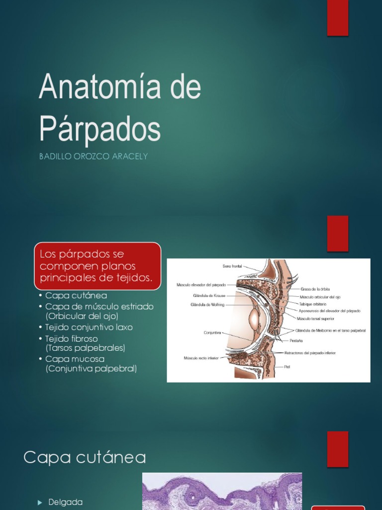 Anatomía de Párpados | PDF | Anatomía humana | Cabeza y cuello humanos