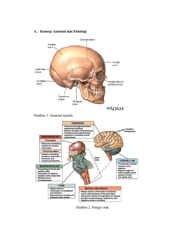 LP Skull Defect | PDF