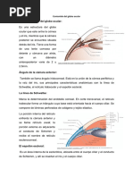 Anatomia Del Angulo Camerular | PDF | Tejido conectivo | Endotelio