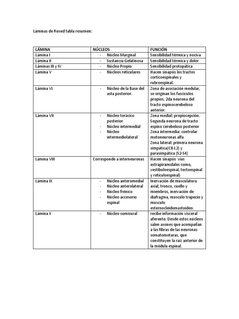 Láminas de Rexed Tabla Resumen | Materia gris | Médula espinal