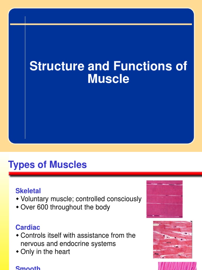 Structure and Functions of Muscle | PDF | Skeletal Muscle | Myocyte