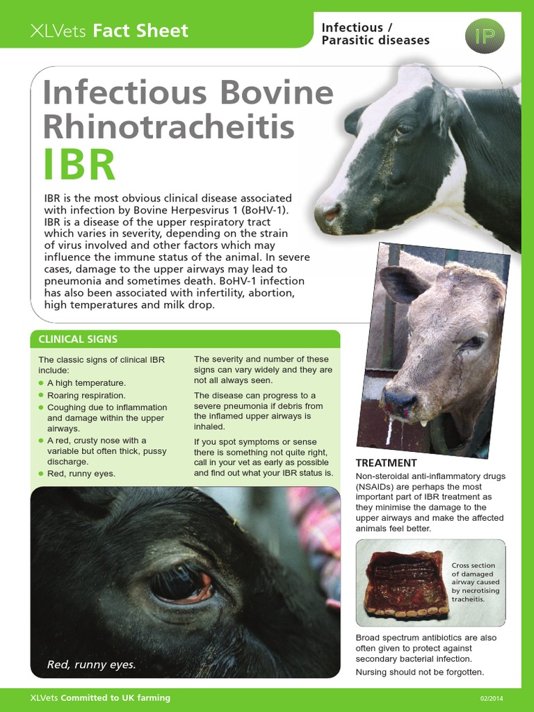 Controlling IBR through vaccination and biosecurity | PDF | Infection ...