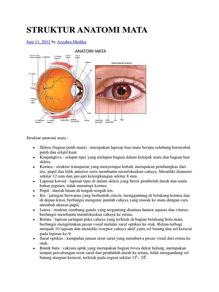 Struktur Anatomi Mata | PDF