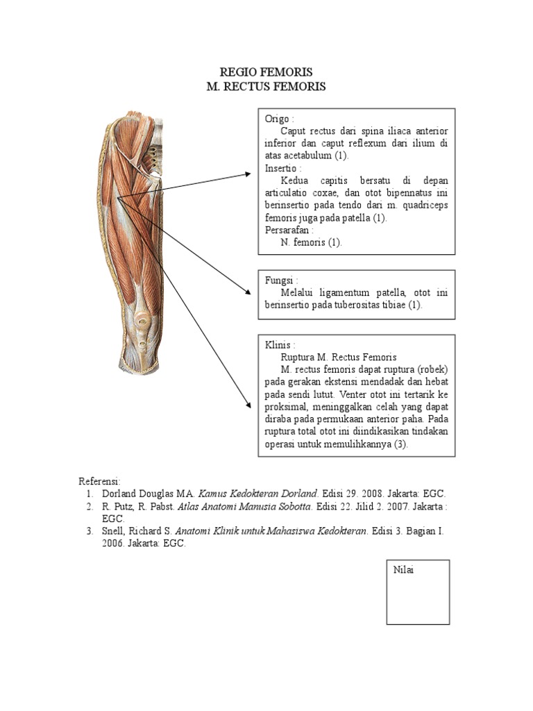 Rectus Femoris | PDF