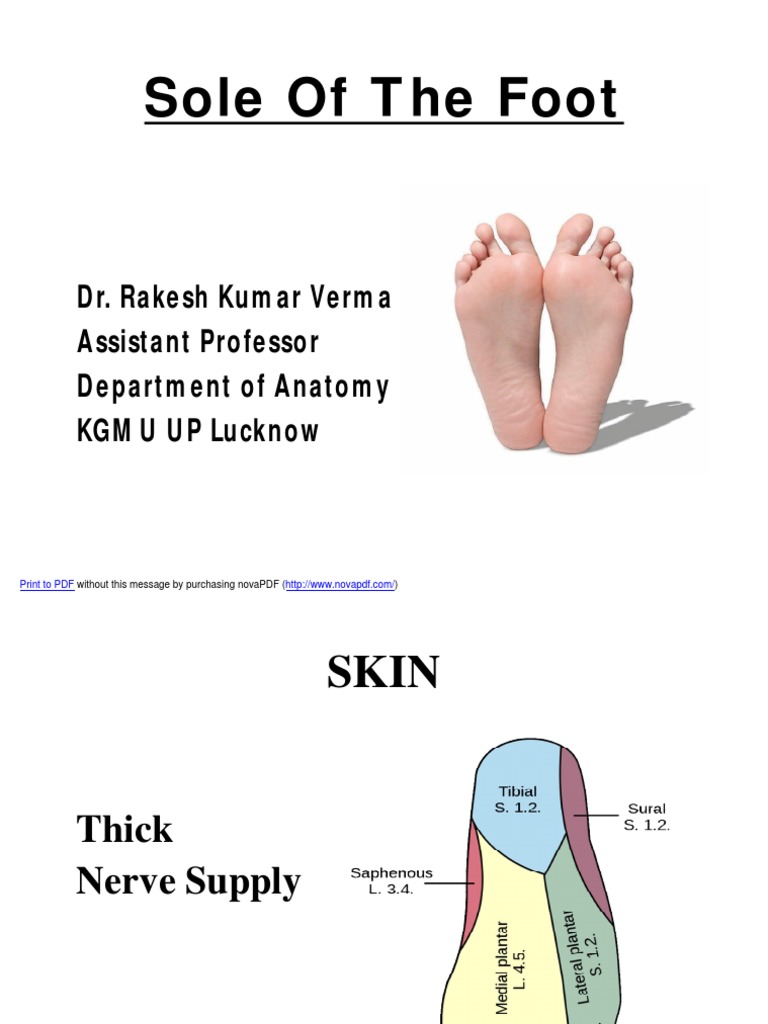 Sole of The Foot | Download Free PDF | Foot | Lower Limb Anatomy