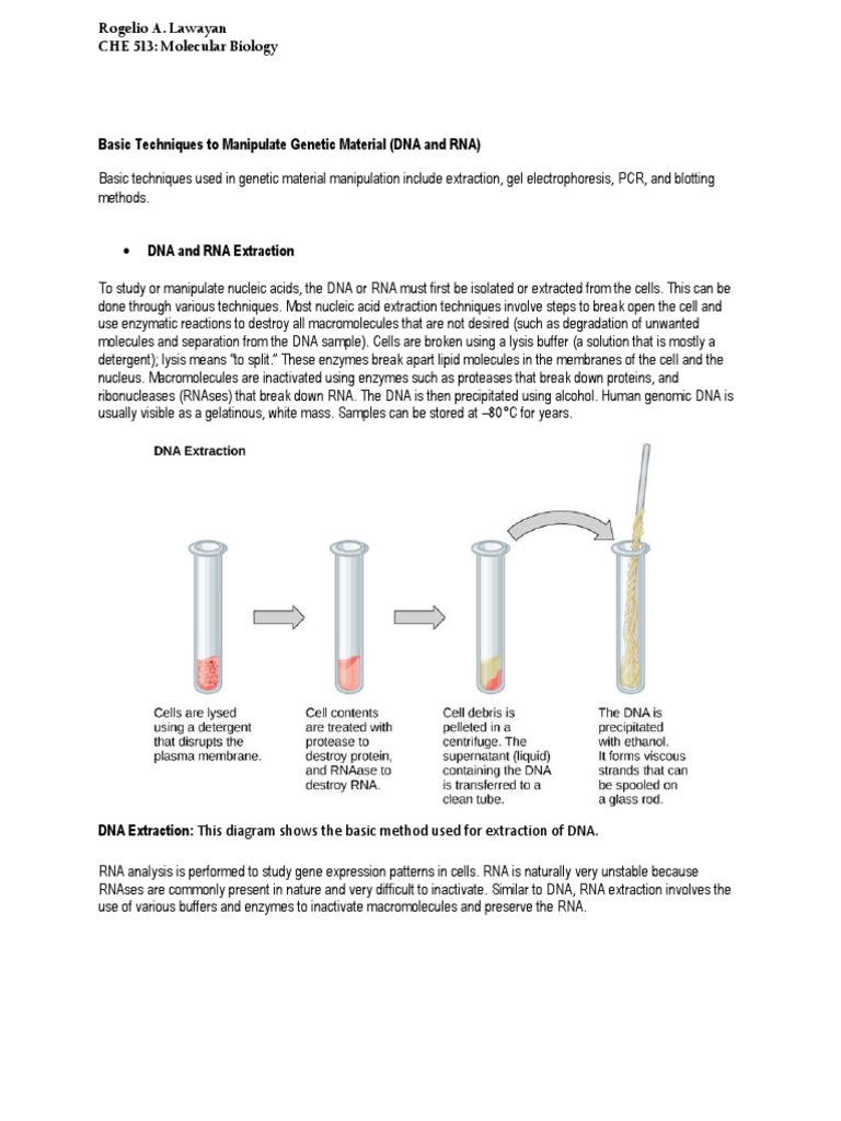 Genetic Material Manipulation Techniques | PDF | Northern Blot ...