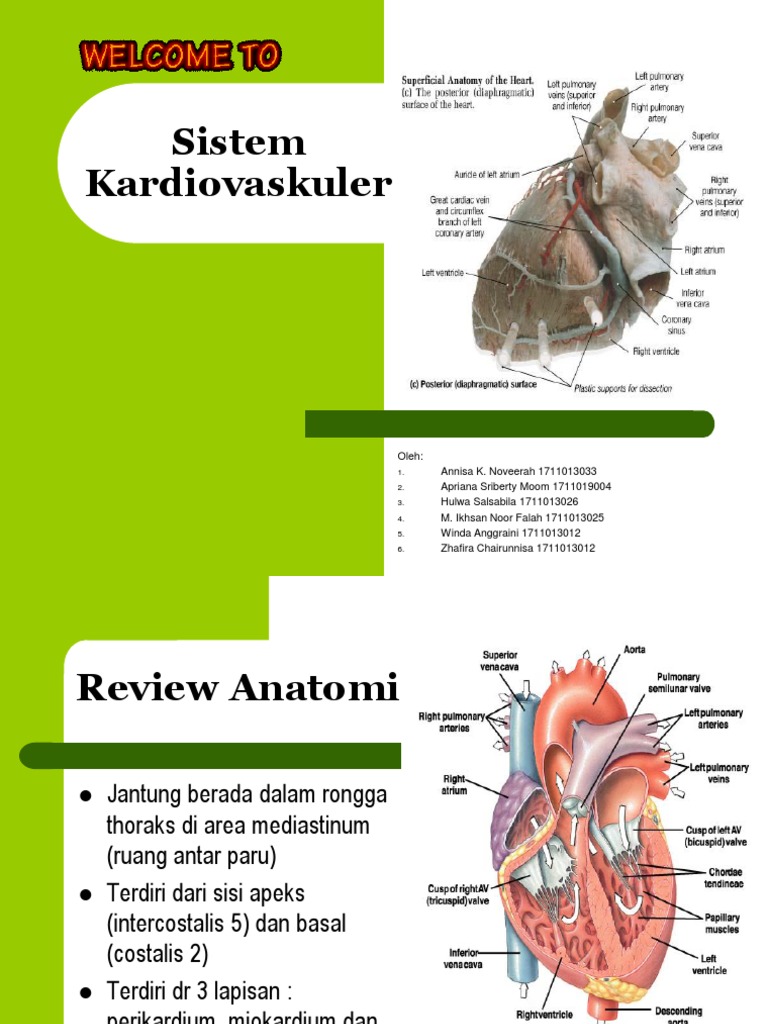 Kardiovaskuler Anatomi Fisiologi Manusia | PDF