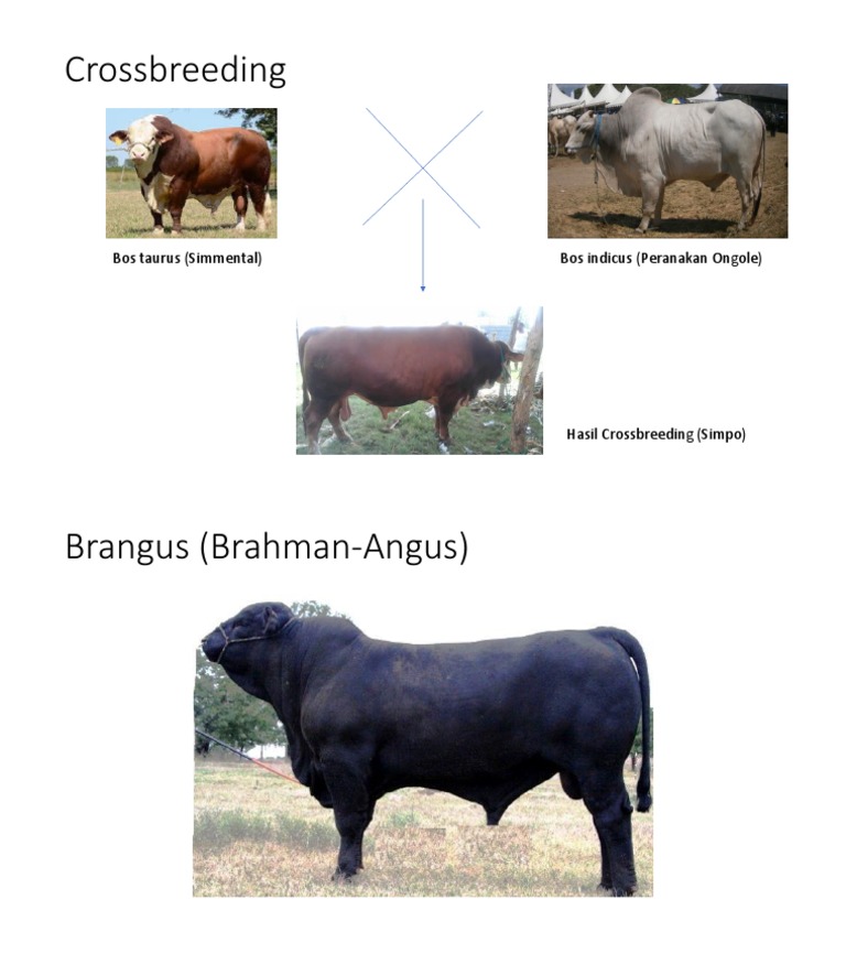 Crossbreeding | PDF