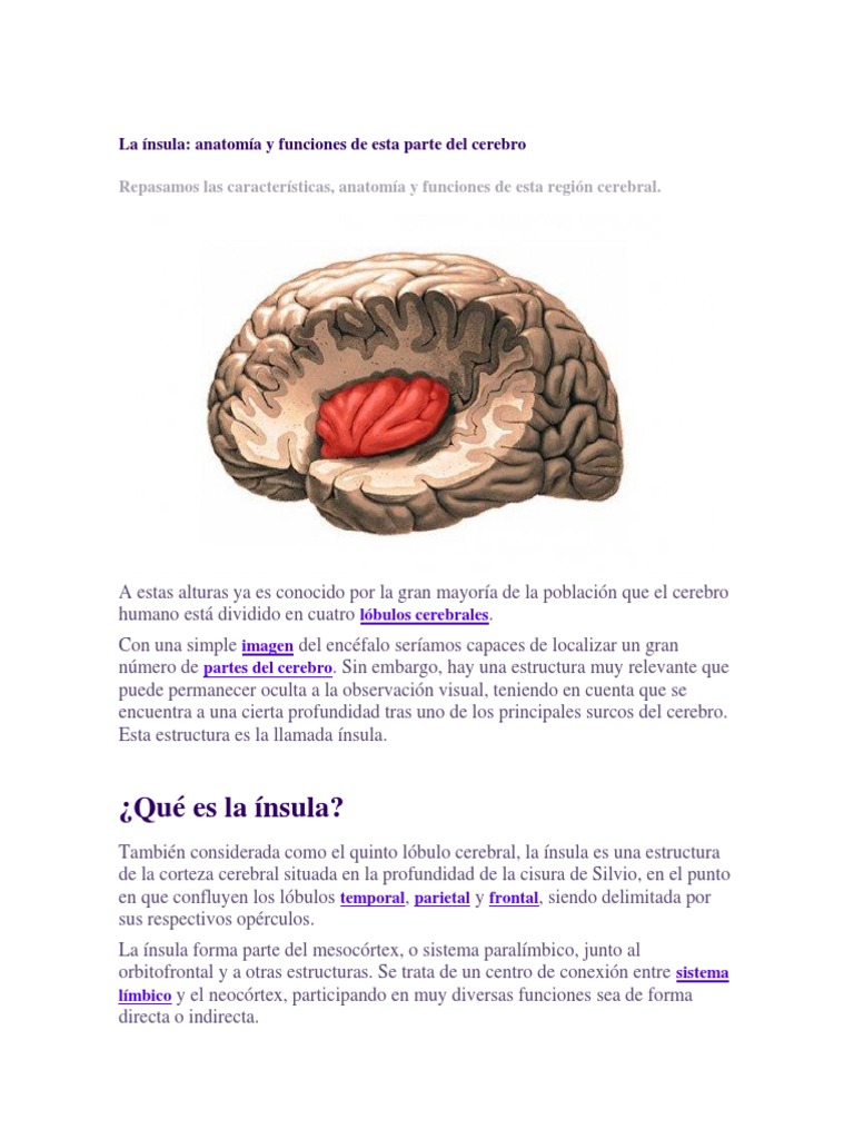 La Ínsula | PDF | Corteza Insular | Cerebro