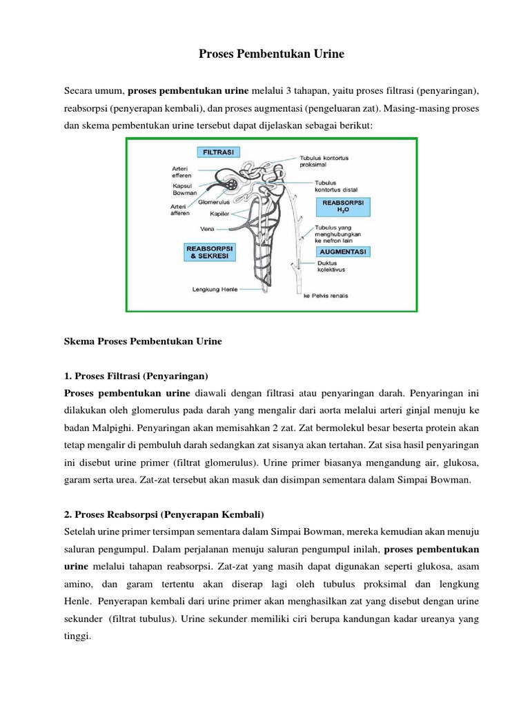 Proses Pembentukan Urine | PDF