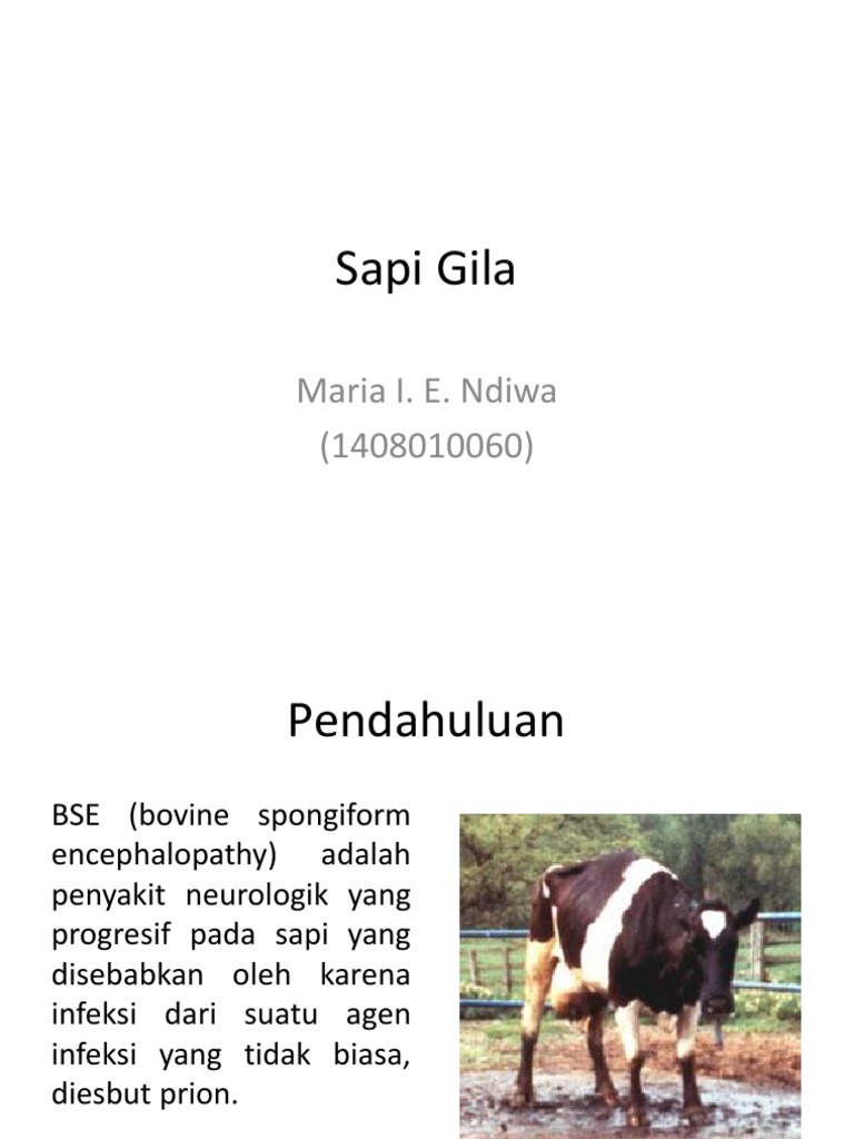 Sapi Gila | PDF