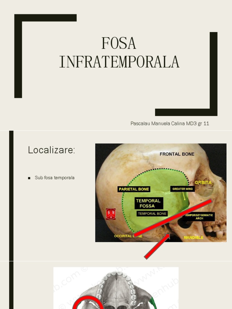Fosa Infratemporala | PDF