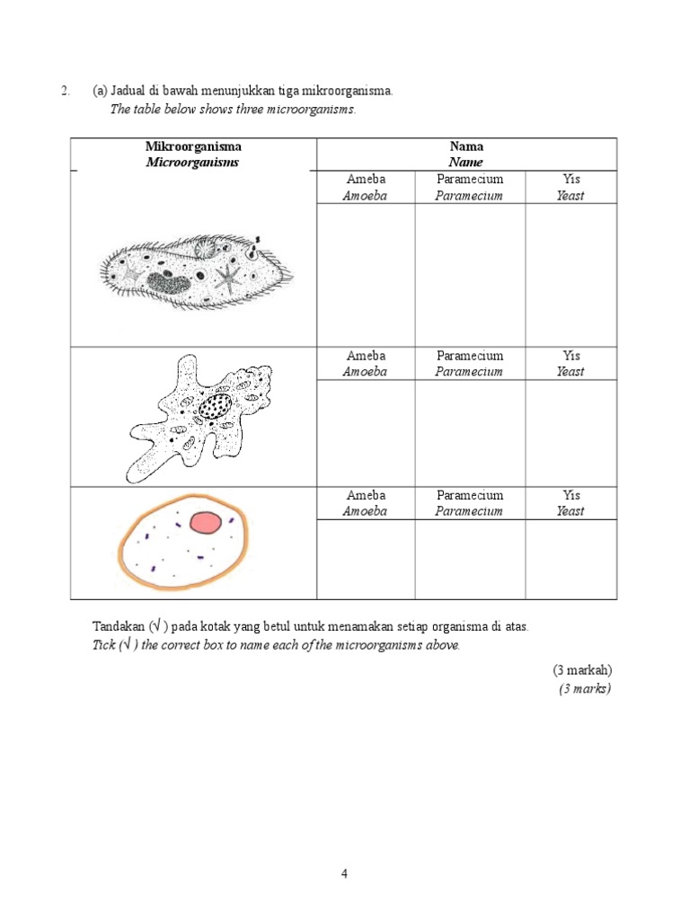 Microorganisms & Human Cell Organization | PDF