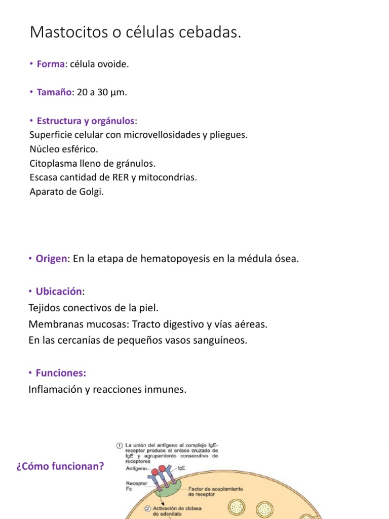 Mastocitos o Células Cebadas - Karla | PDF
