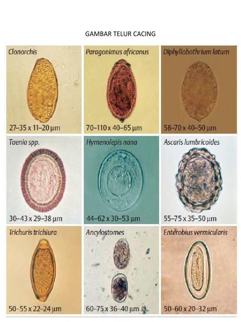 Gambar Telur Cacing | PDF