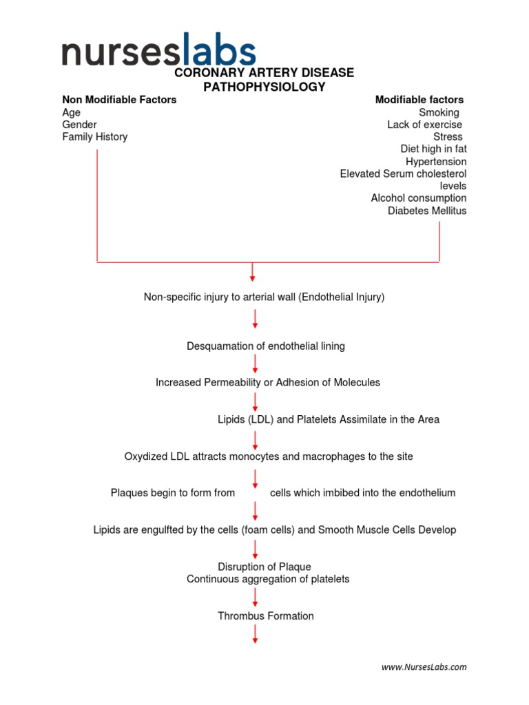 Coronary Artery Disease Pathophysiology PDF | PDF | Coronary Artery ...