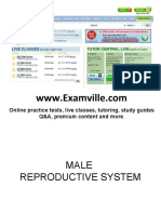 Understanding the Penile Raphe Line | PDF | Genitourinary System ...