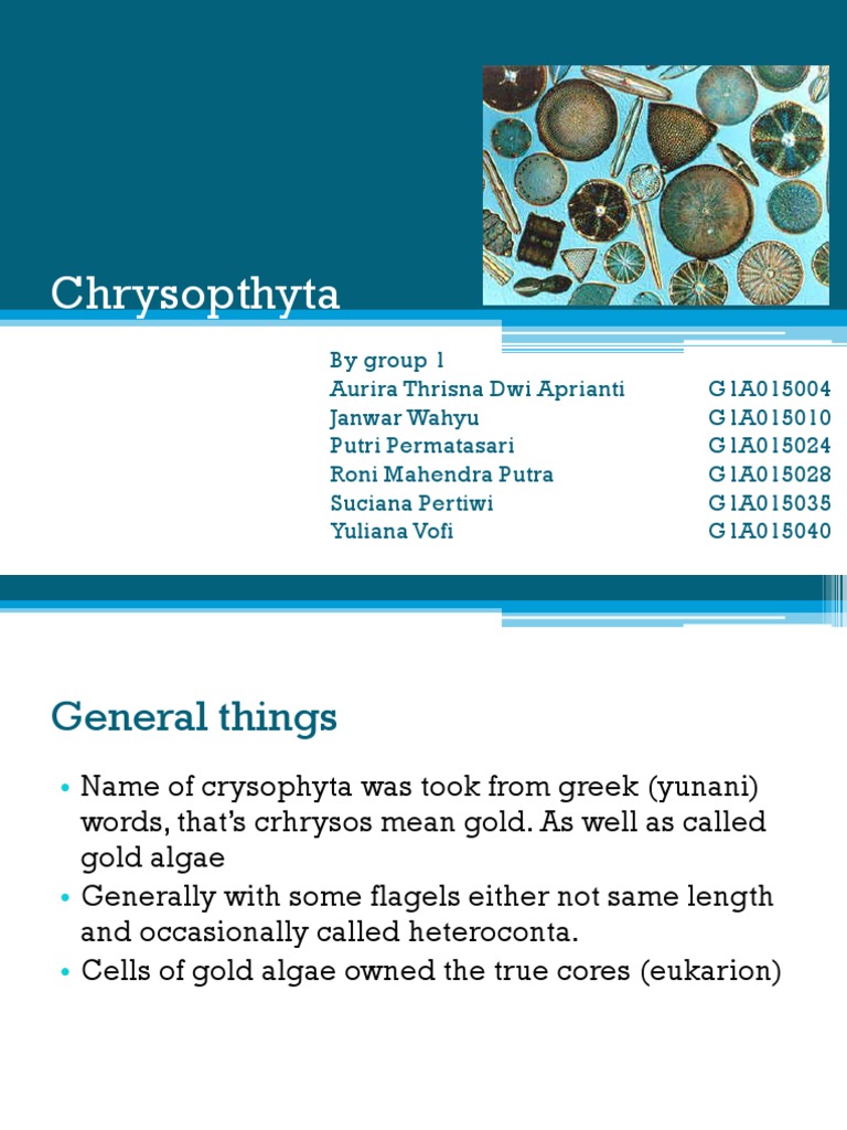 Chrysopthyta Presentation | PDF | Algae | Botanical Nomenclature